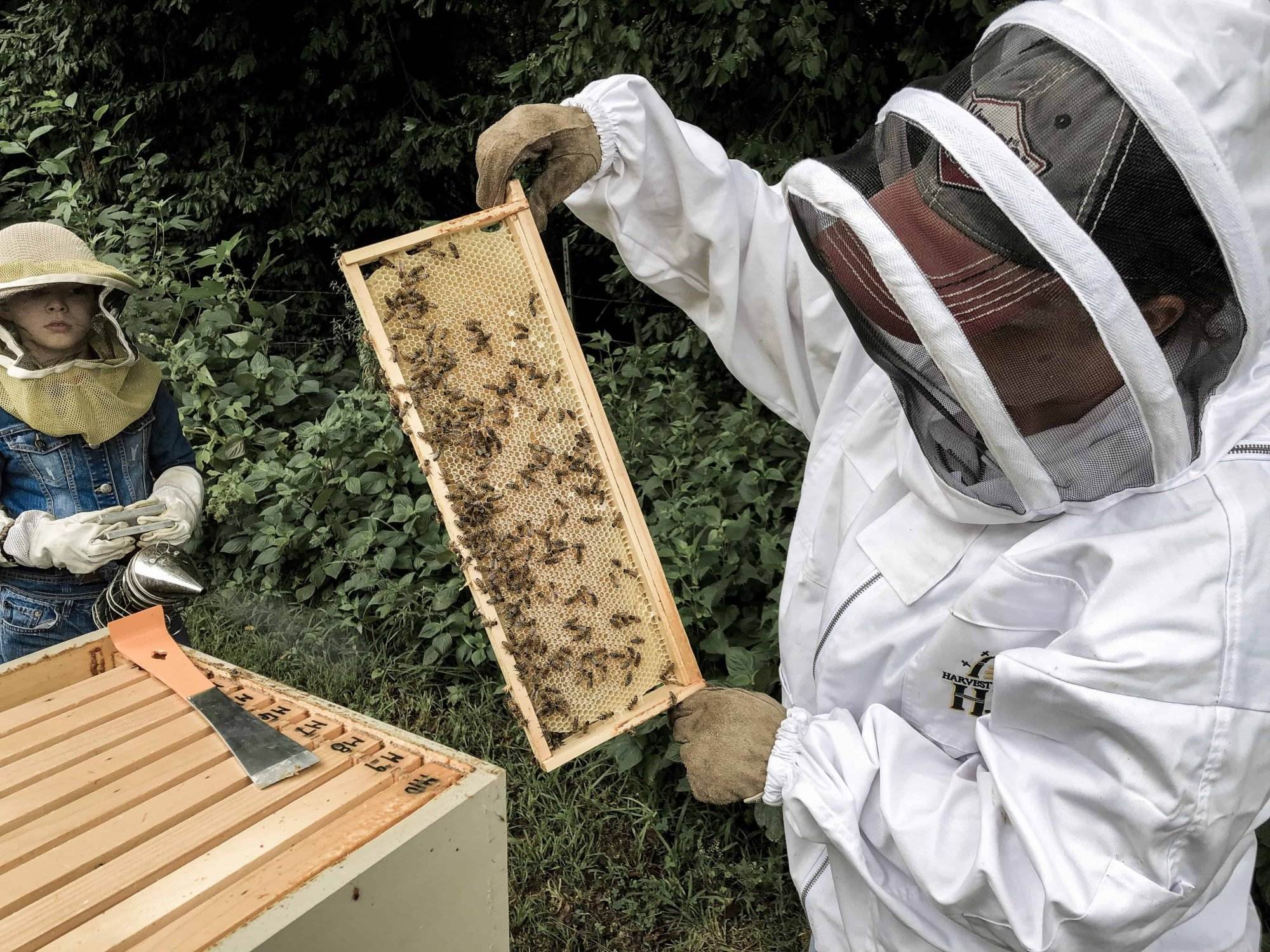 Backyard Beekeeping for Beginners - Rocky Hedge Farm