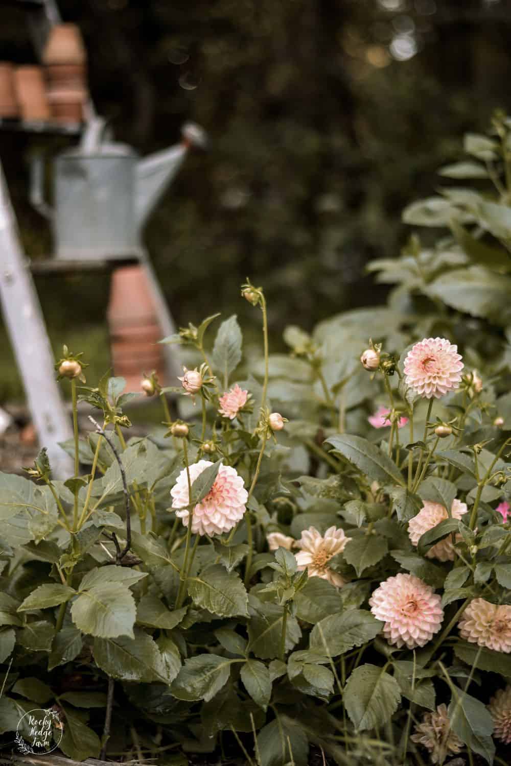 How to Grow a Cut Flower Garden - Rocky Hedge Farm