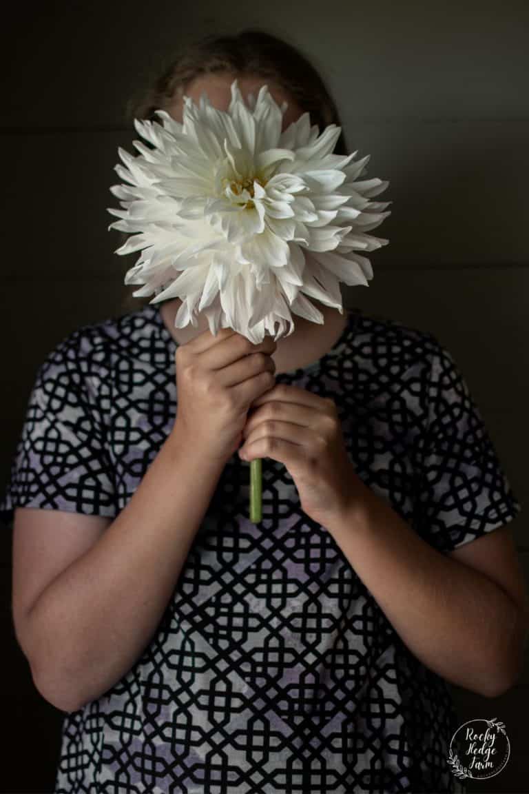 Disbudding Dahlias - Rocky Hedge Farm