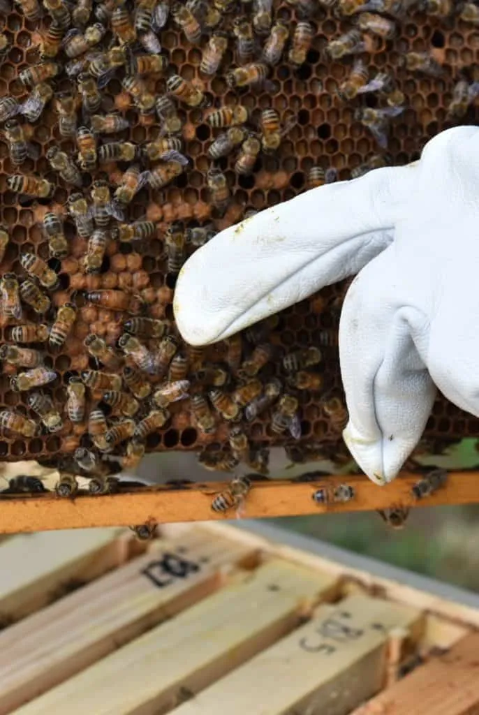 Backyard Beekeeping for Beginners - Rocky Hedge Farm