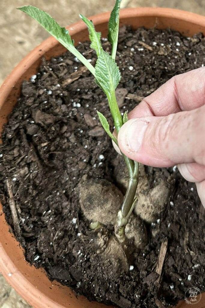 How to Take Dahlia Cuttings for More Tubers and Flowers - Rocky Hedge Farm